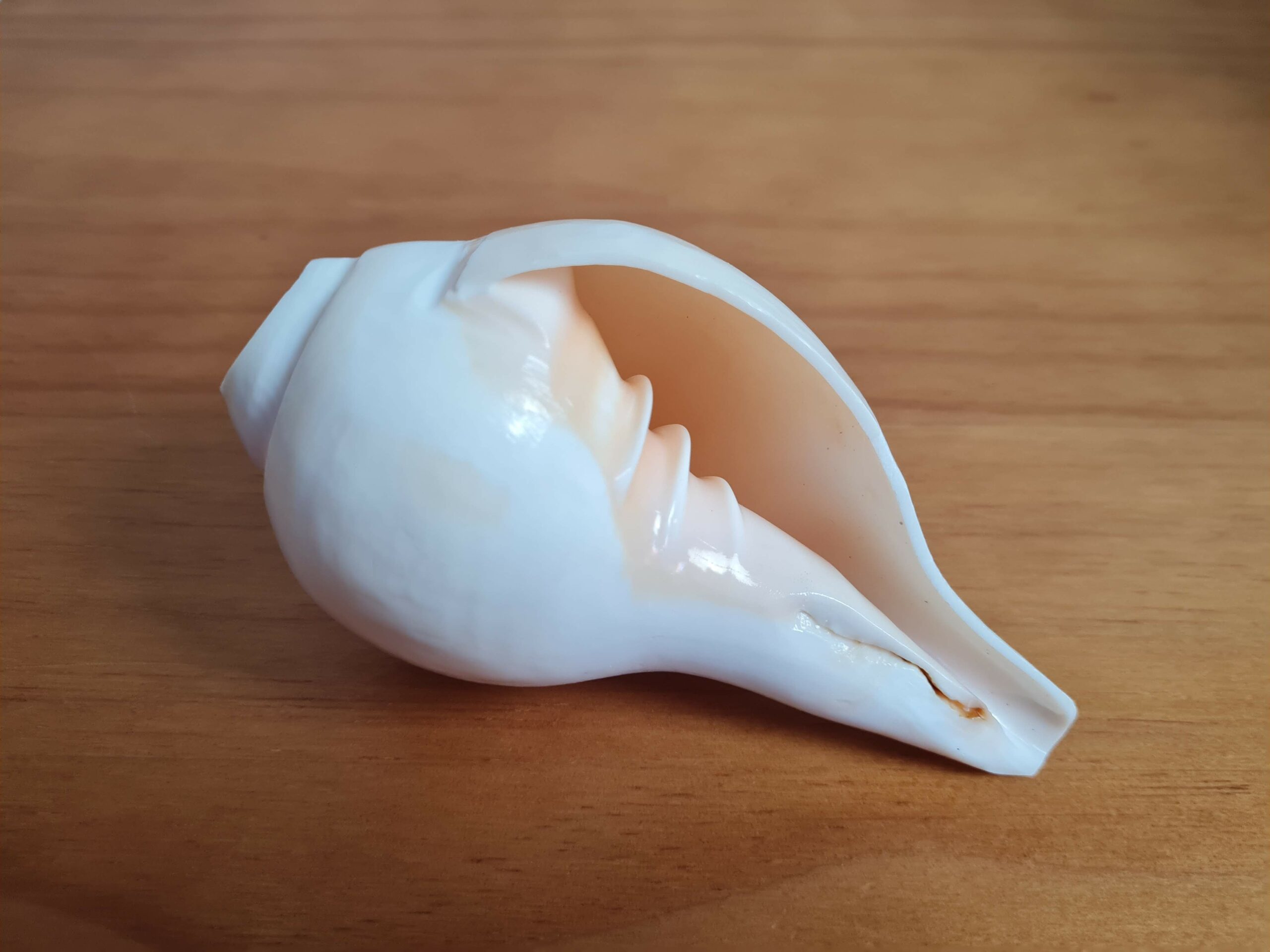 Shankha instrumento musical tradicional indiano 13cm – Bazar Indiano